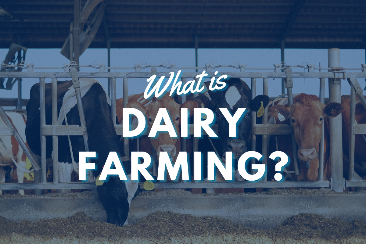 What is Dairy Farming and how to use this know more...